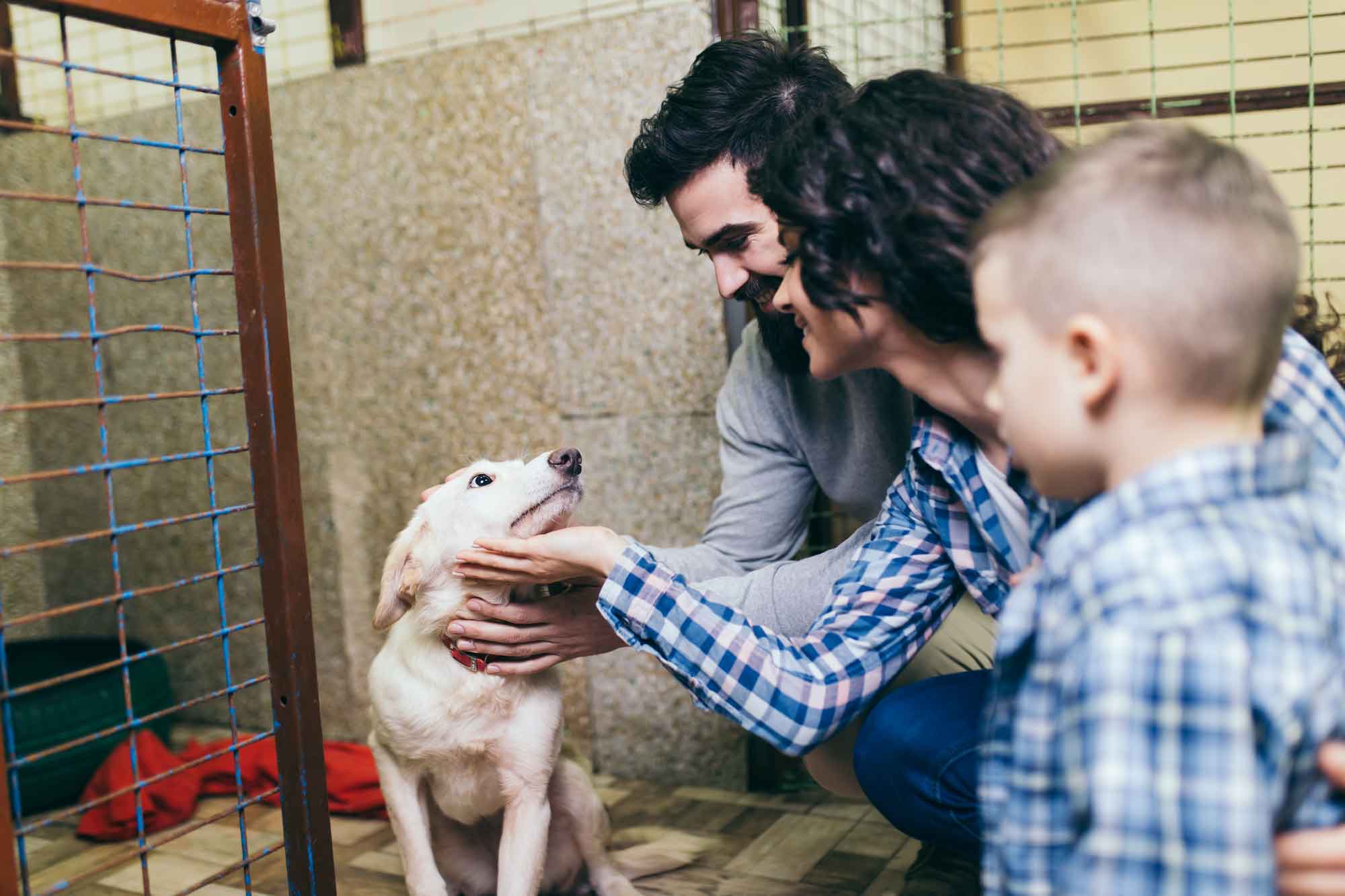 Adoptions Dogs Medicine Hat SPCA