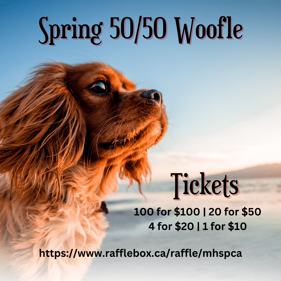 Events SPCA – Medicine Hat SPCA